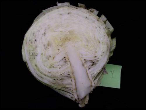Managing Black Rot of Cabbage and other Crucifer Crops in Organic Farming Systems | eOrganic
